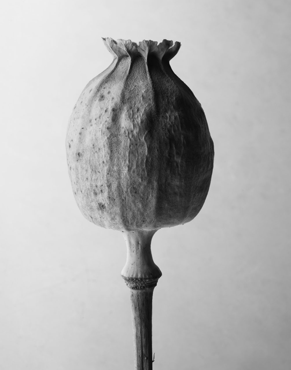 rf4159_ILA_Spa_S04_Poppy_rf_web_crop | Richard Foster Photography